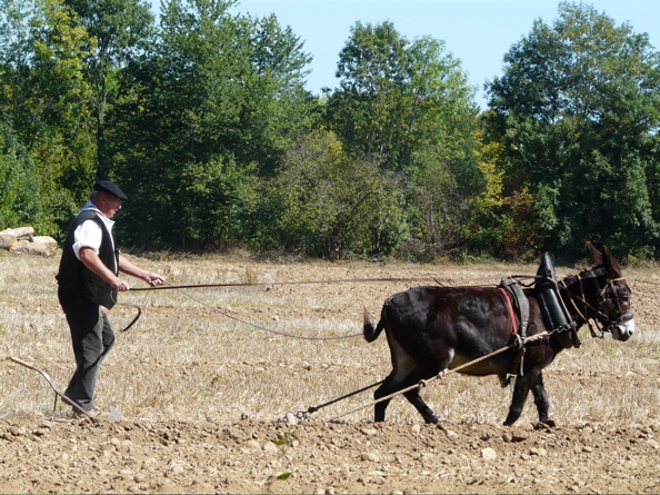 La finale du concours de labour Rhône-Alpes se prépare...